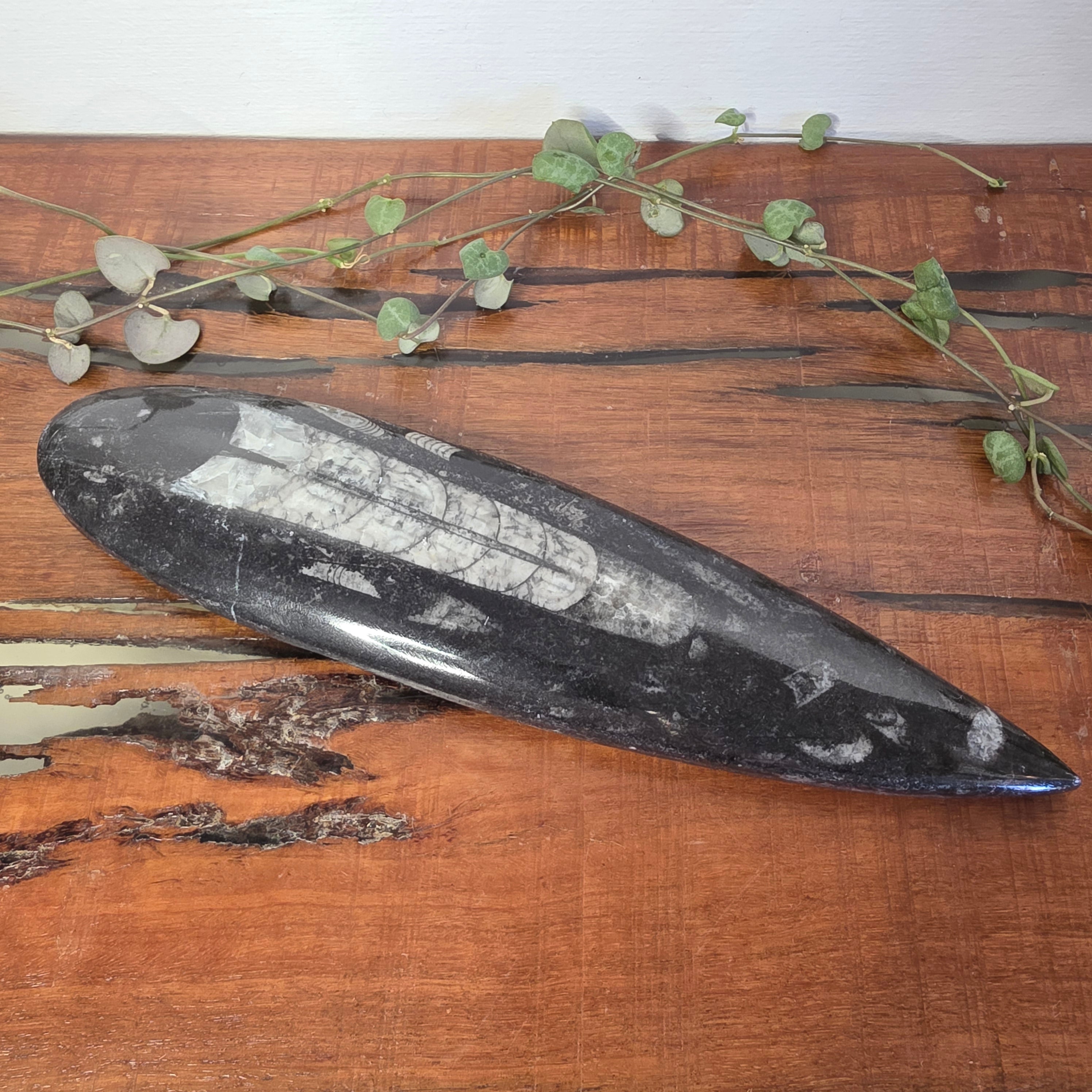 Orthoceras Fossil – Mel'z Place
